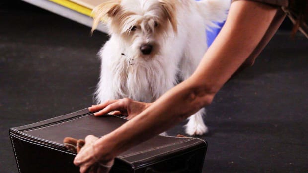 How to Teach Your Dog Tricks - Howcast How to Teach Your Dog Tricks - Howcast