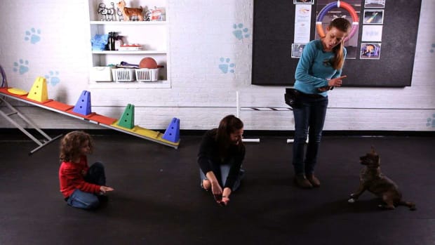 How to Teach Your Dog Tricks - Howcast How to Teach Your Dog Tricks - Howcast