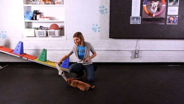 How to Teach Your Dog Tricks - Howcast How to Teach Your Dog Tricks - Howcast