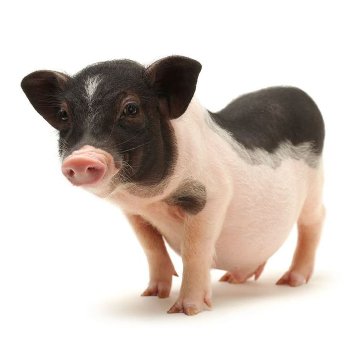 Myth of Mini Pigs Micro Pigs Howcast