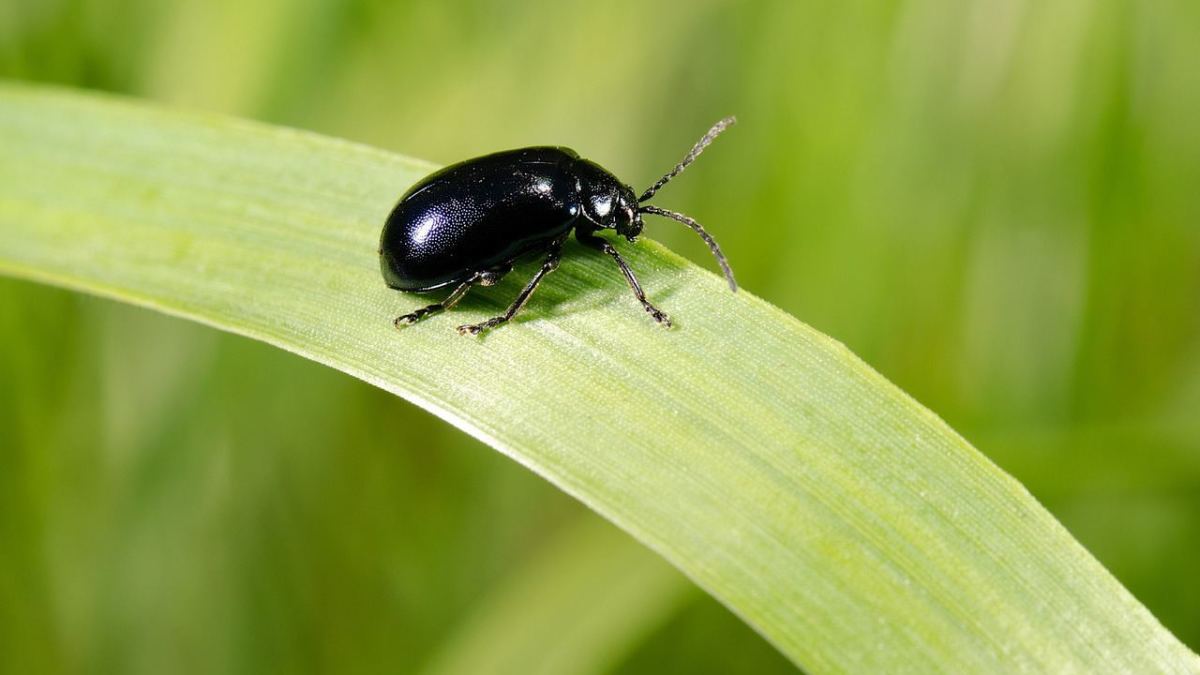 How To Control Lawn Insects Howcast
