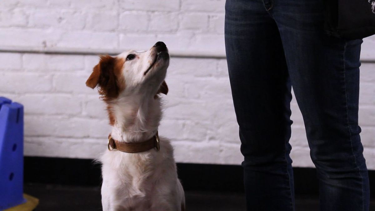 How To Teach Your Dog To Sit Pretty Howcast how-to-teach-your-dog-to-sit-pretty-howcast