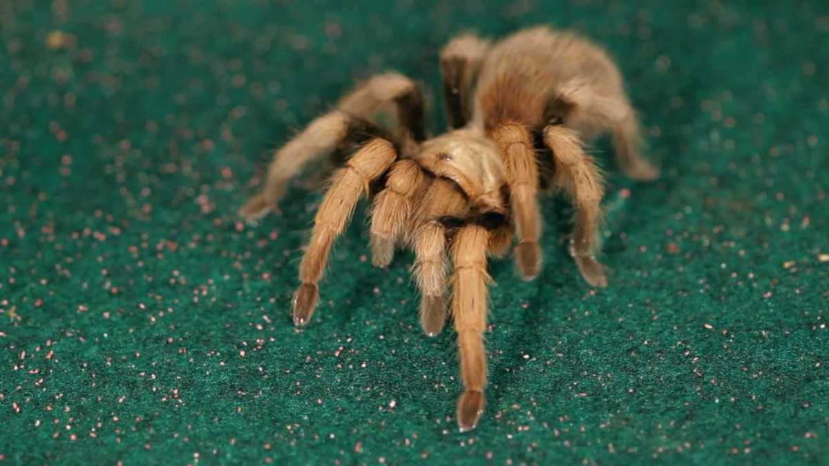 Types Of Tarantulas Howcast