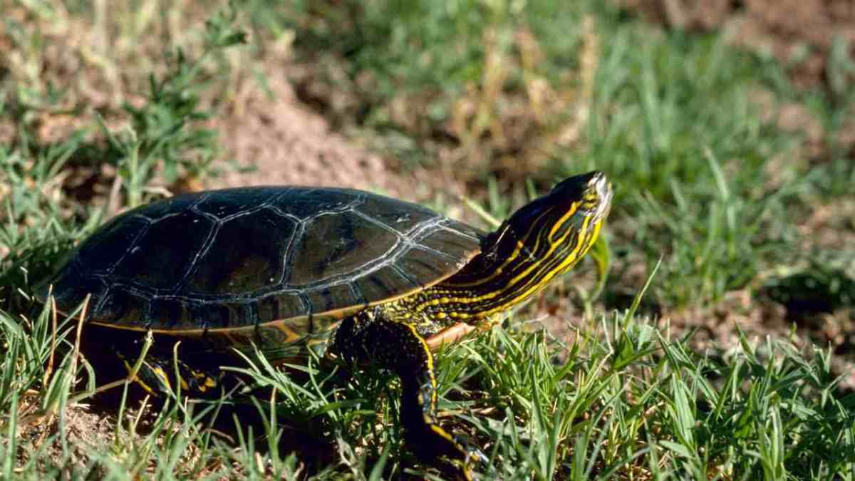 How To Determine A Turtles Sex Howcast