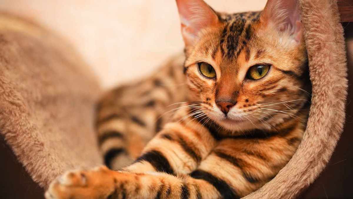 What Vaccinations Does A Cat Need Howcast what-vaccinations-does-a-cat-need-howcast